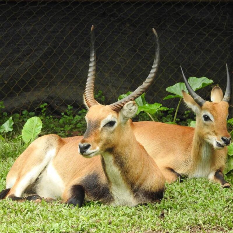 Melaka Zoo Night Safari Tickets Price 2025 + [Promotions / Online ... Melaka Zoo Night Safari Tickets Price 2025 + [Promotions / Online ...