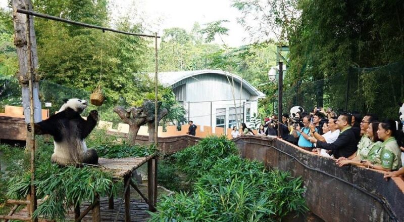 Full List of Zoos With Pandas in The World + [ THE TICKET PRICES !]