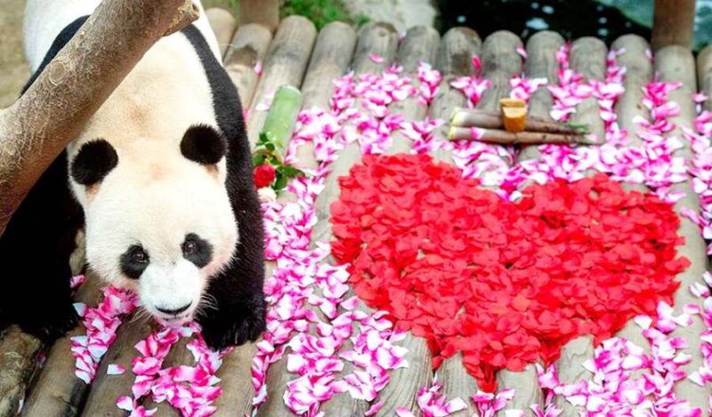 Full List of Zoos With Pandas in The World + [ THE TICKET PRICES !]